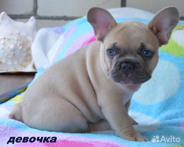 Французские бульдожки