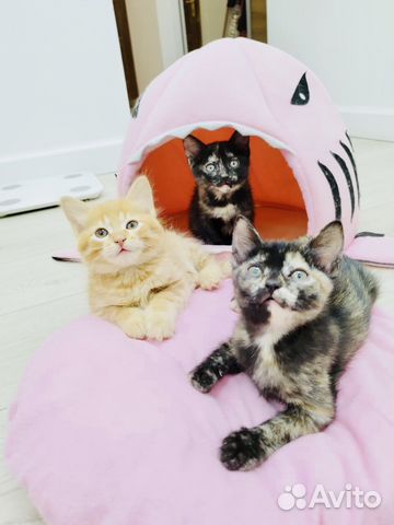 Милейшие котята в добрые руки