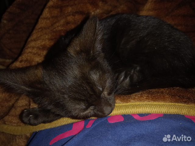 Отдадим маленького брошенного котенка