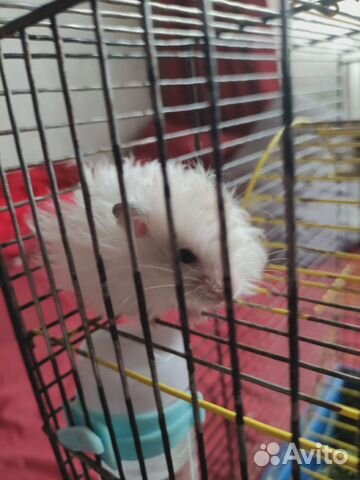 Серийские и ангорские хомяки