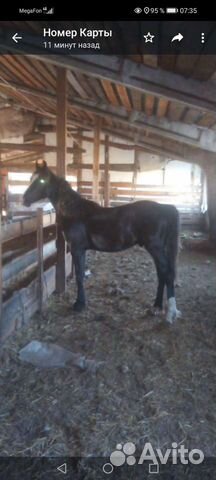 Лошадь жеребец