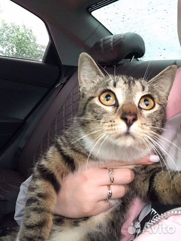 Найдена молодая кошечка домашняя