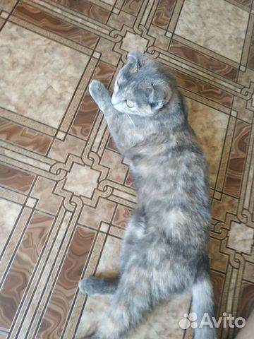 Шотландская вислоухая кошка