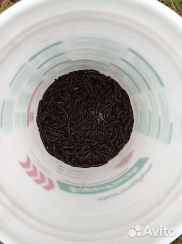 Продам пиявки