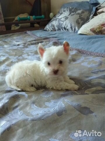 Няшки милашки