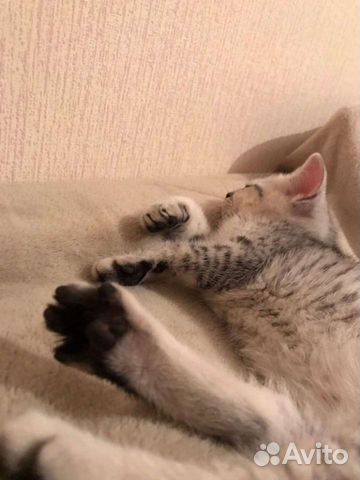 Шотландская кошечка