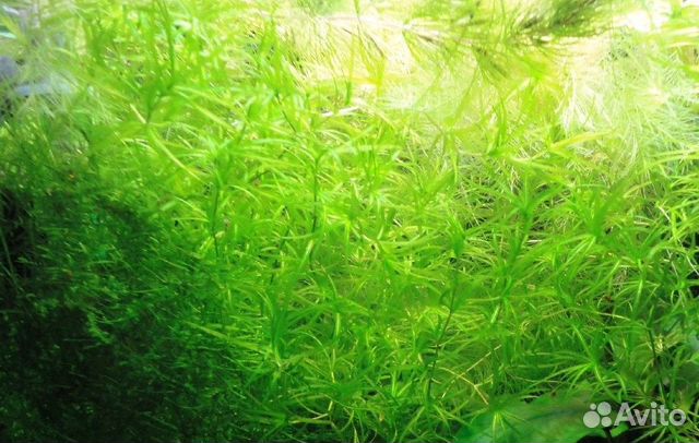 Наяс для аквариума (прополка)