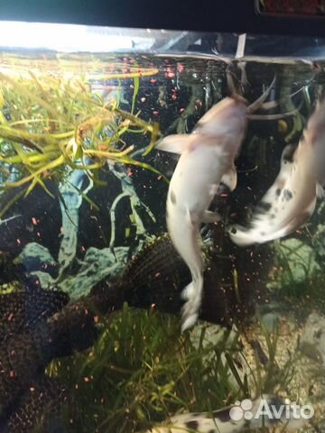 Сомики клариус