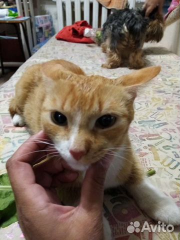 Котик рыжий на счастье