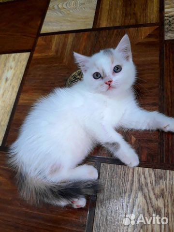 Продаются Шотландские котята