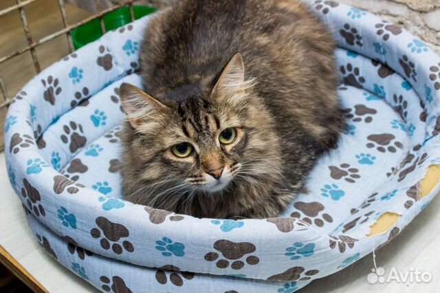 Кошка в дар