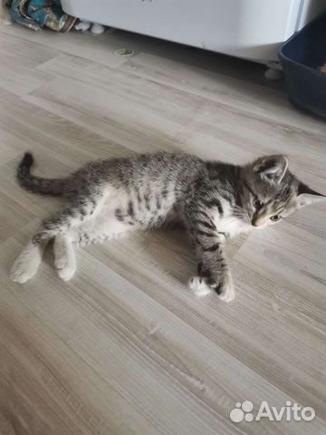 Котёнок (девочка)