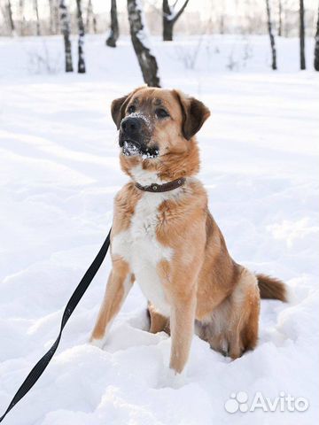 Малыш Мартин ищет дом