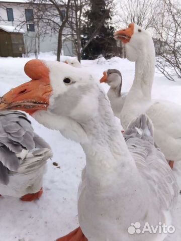Гуси холмагоры инкуб. Яйцо