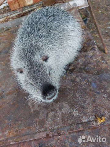 Нутрии серебро