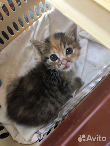 Котёнок