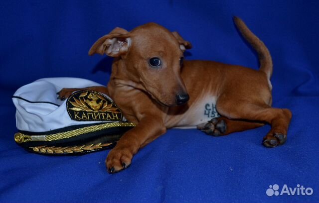 Шикарные мальчики с документами РКФ