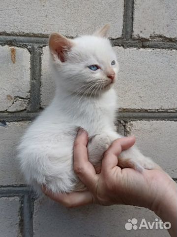 Белый,голубоглазый мальчик