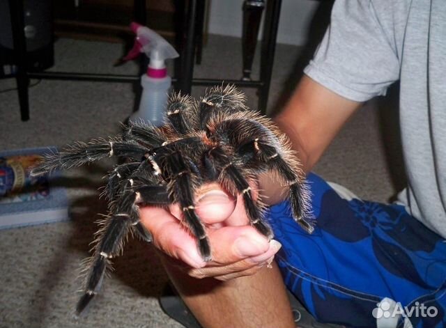 Птицеед Lasiodora parahybana