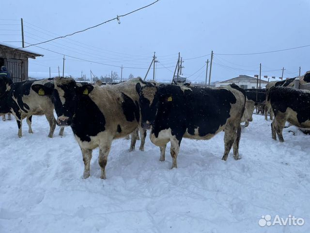 Племенные нетели в лизинг