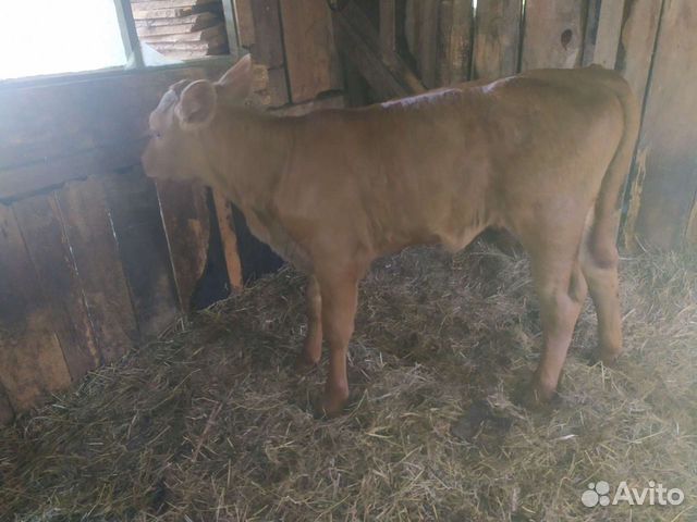 Телёнок тёлочка