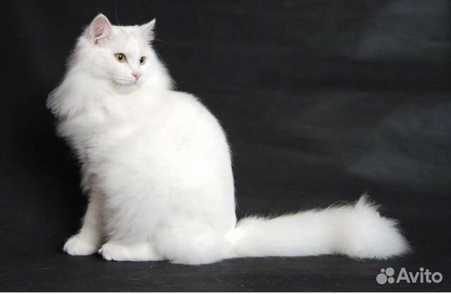 Сибирский кот