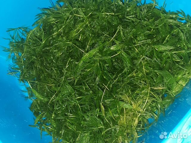 Аквариумное растение