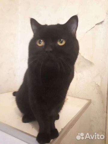 Британец шикарный