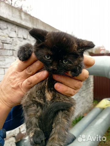Котенок черепаховая девочка Аврора 1,5мес