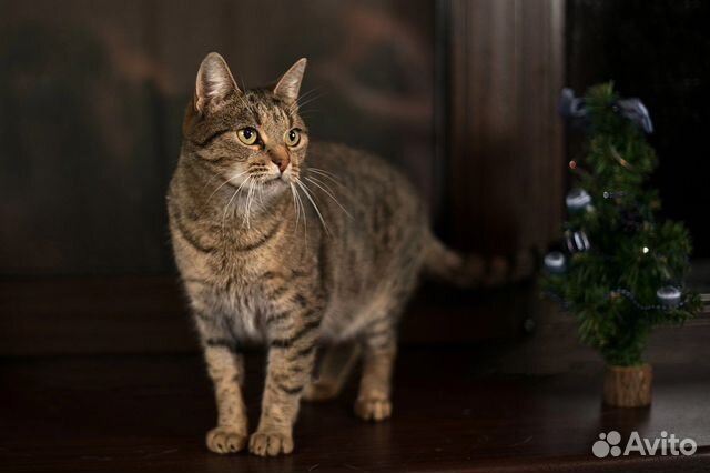 Кошка Анна ищет дом