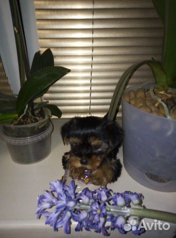 Йоркширский терьер