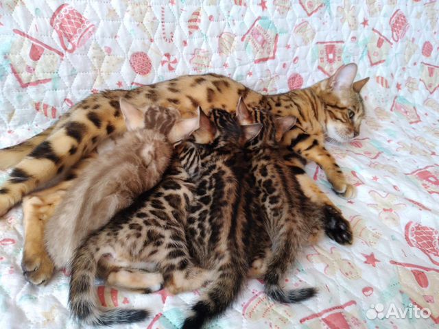 Бенгальская кошечка
