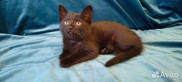 Котята отдам бесплатно