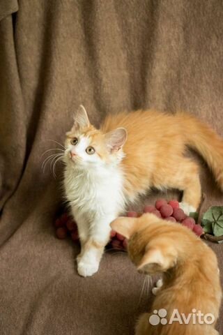 Очаровательная девочка в поиске дома