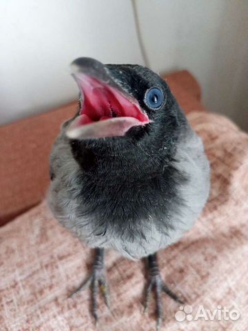 Вороненок в добрые руки