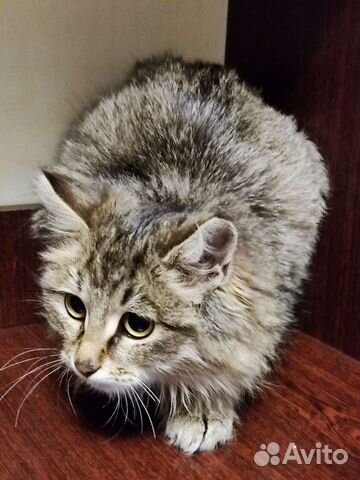 Котенок Рыська