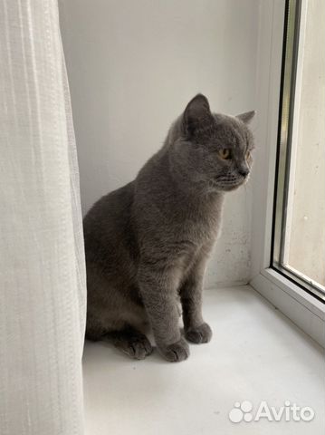 Британский котик