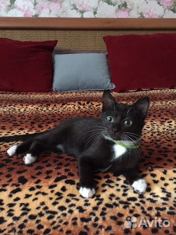 Котенок бесплатно