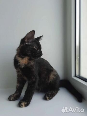 Девочка Асти