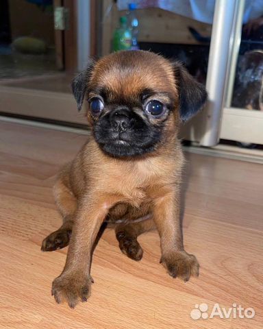 Пти брабансон