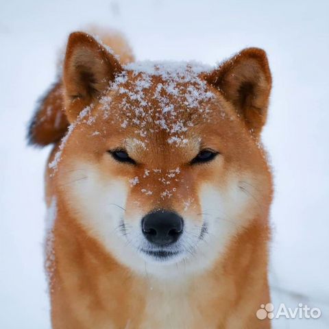 Щенки сиба ину