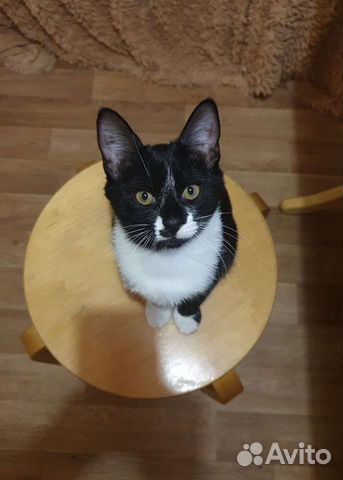 Котенок в добрые руки