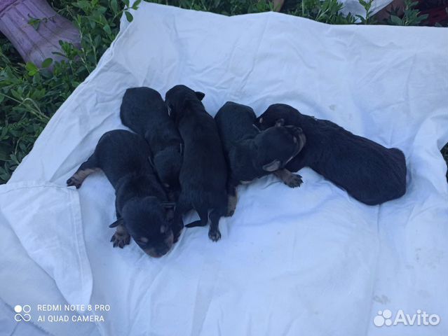 Щенки ягдтерьера