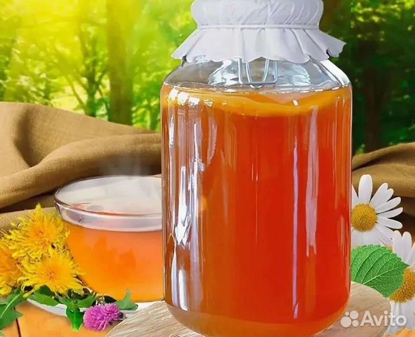 Чайный гриб комбуча