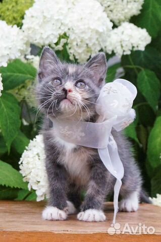 Котенок Соня в дар