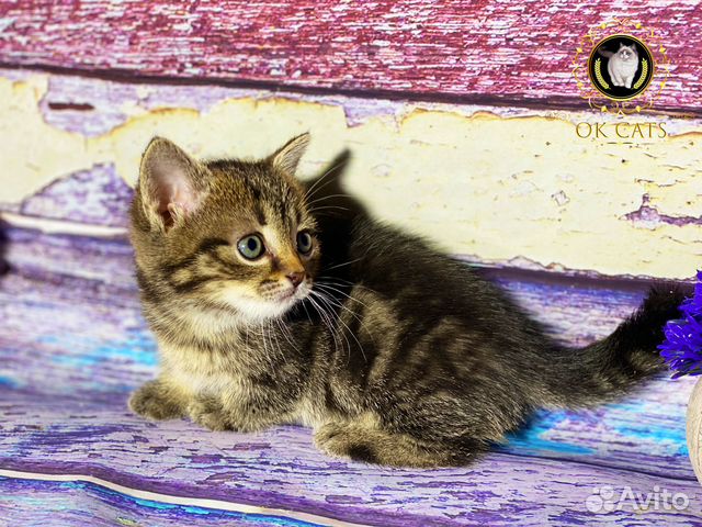 Крошка манчкин с гарантией здоровья