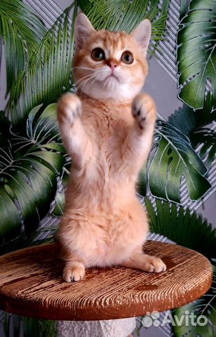 Котята фолды и страйты