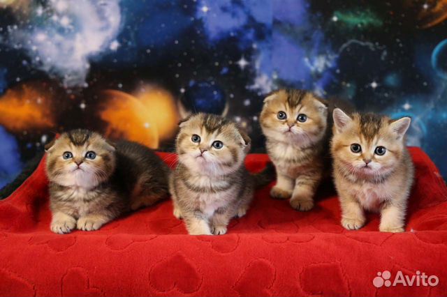 Шотландцы золотые