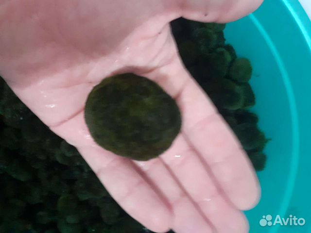 Кладофора шарики