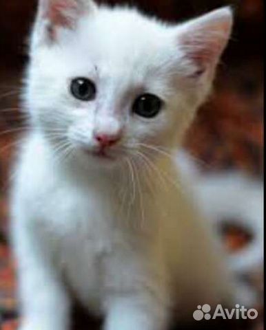 Плюшевый котенок
